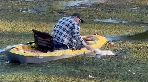 Good Samaritan rescues entangled duck in Spring Park pond – Colbert ...